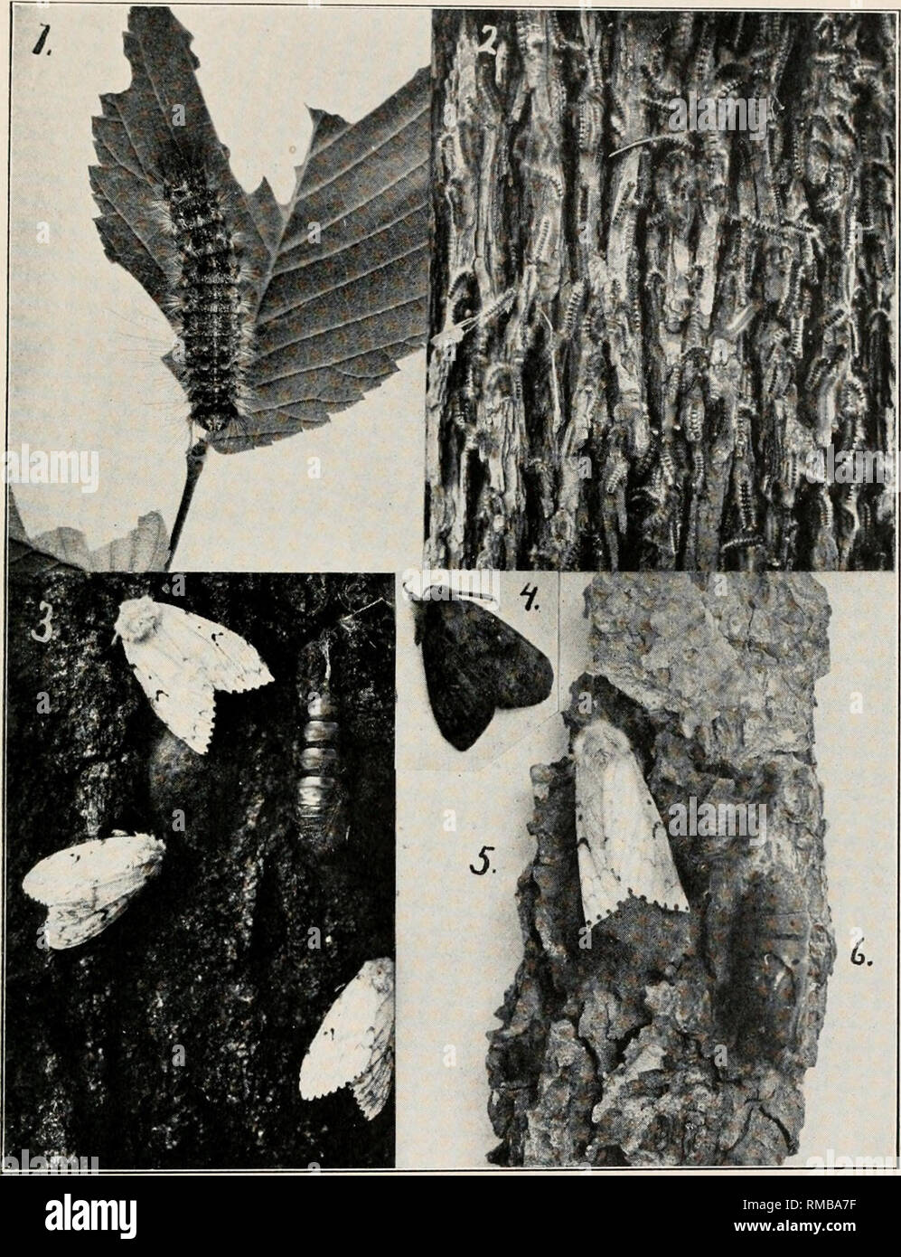 . Annual report. Gypsy moth; Browntail moth. Fig. 1. Gypsy moth ...