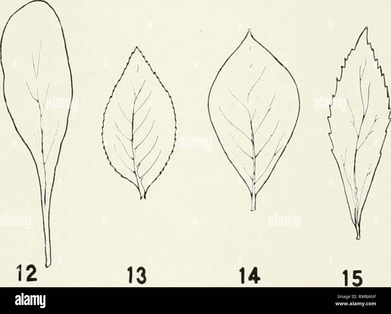 Indented blade hi-res stock photography and images - Alamy