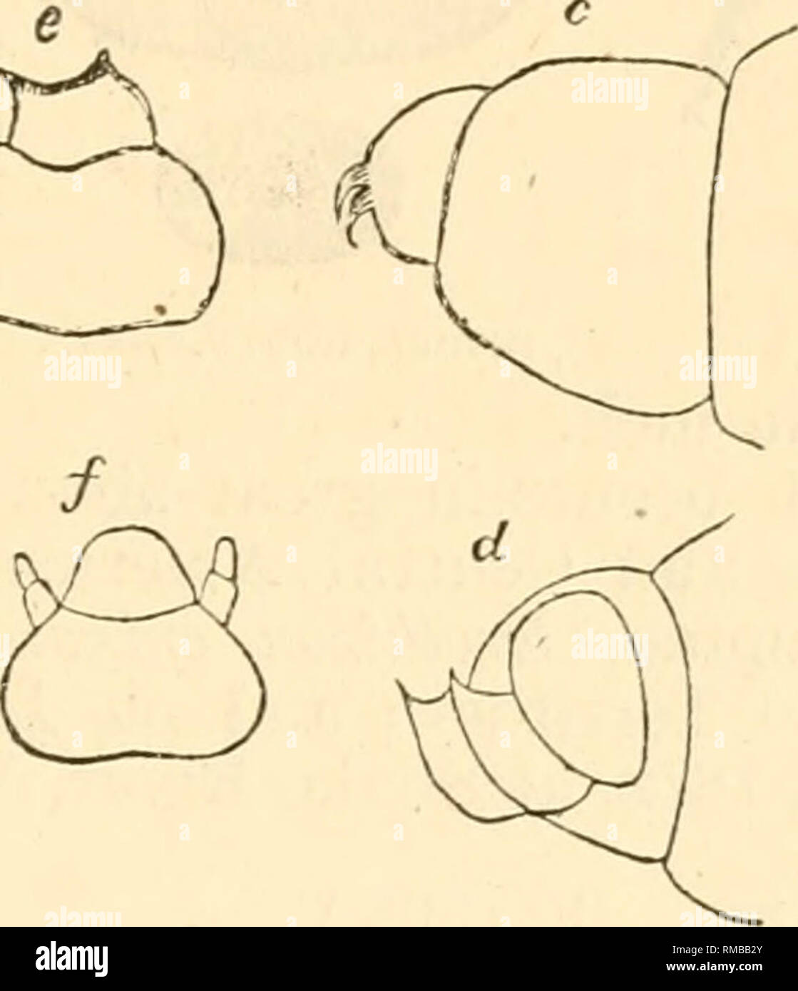 . Annual report. 1st-12th, 1867-1878. Geology. DESCRIPTIOX OF NEW ...