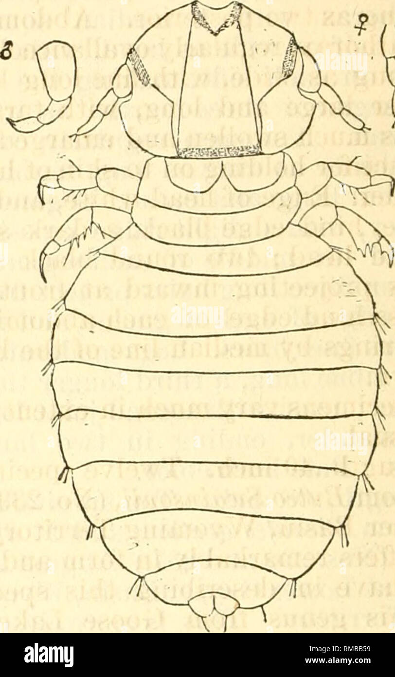 . Annual report. 1st-12th, 1867-1878. Geology. GONIODES MERKIAMANUS ...