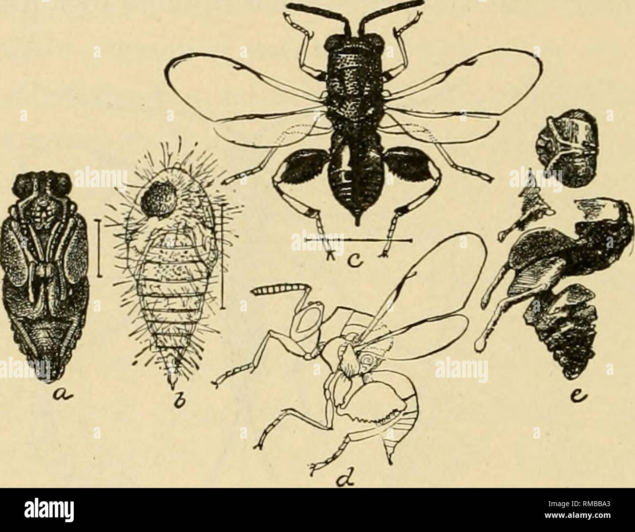 Hyperparasite hi-res stock photography and images - Alamy