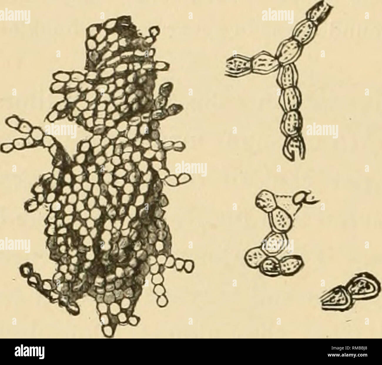 U shaped burrow hi-res stock photography and images - Alamy
