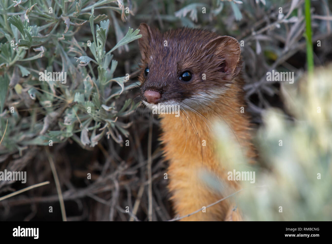 British Weasel High Resolution Stock Photography and Images - Alamy