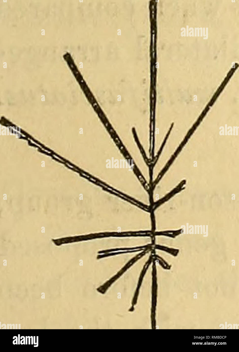 Stipe bases hi-res stock photography and images - Alamy