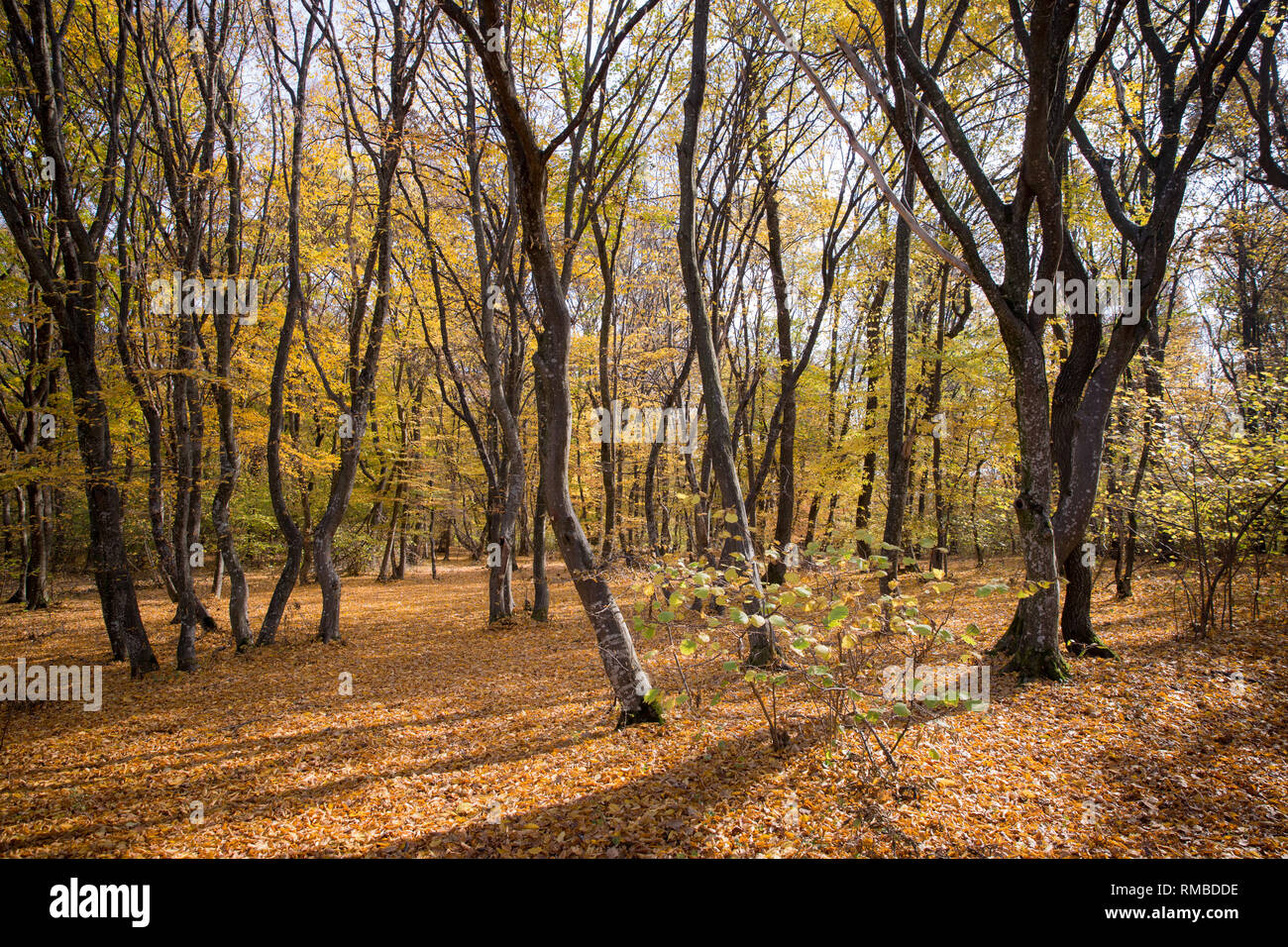 Hoia baciu forest hi-res stock photography and images - Alamy