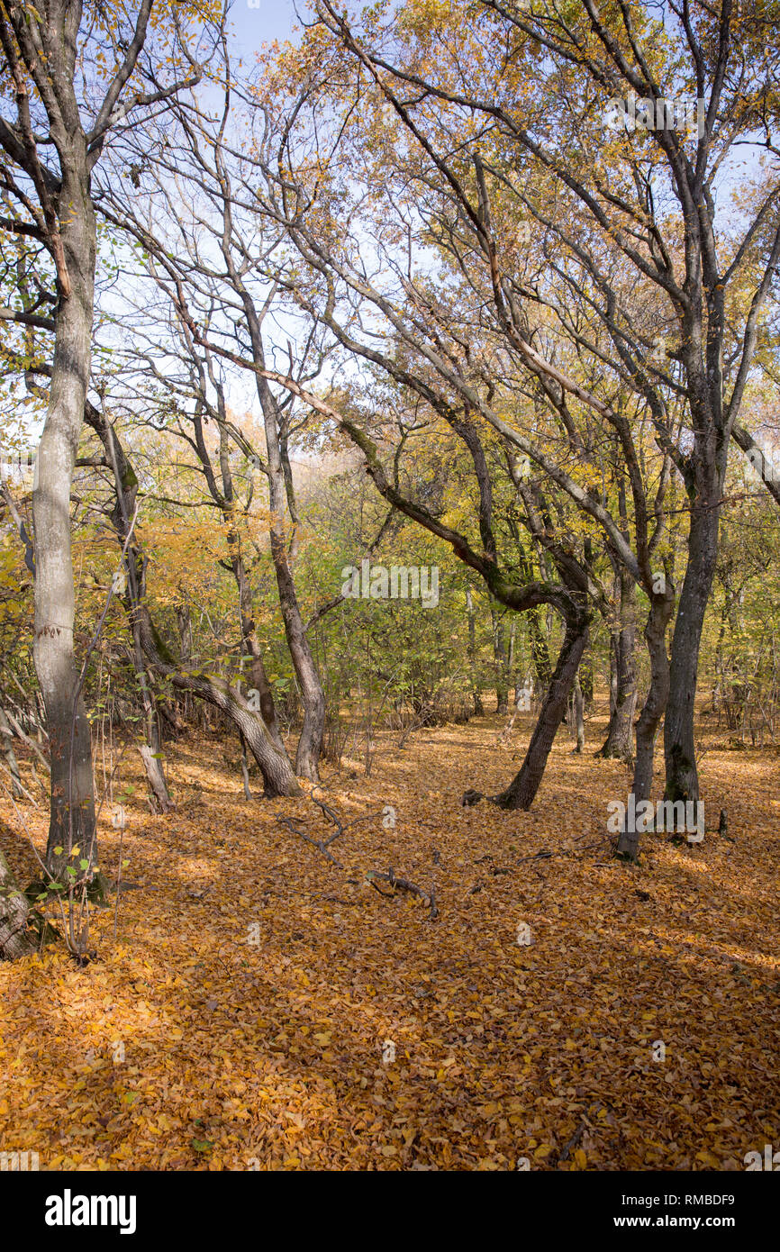 A forest level view of the Hoia Baciu (haunted forest) just outside of ...
