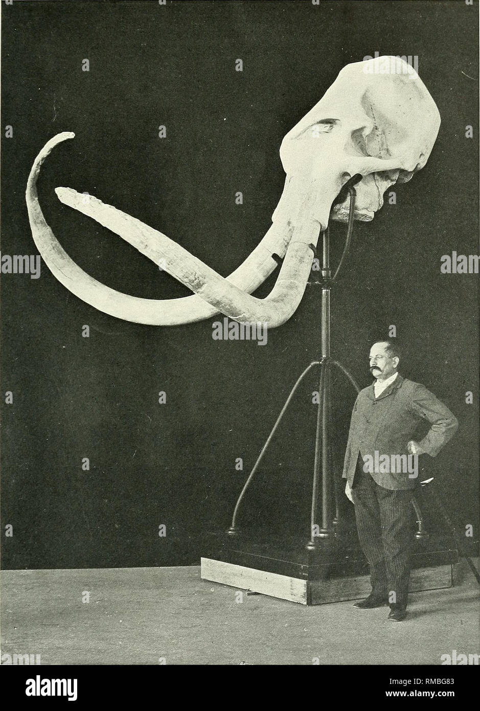 American Museum Natural History Mammoth High Resolution Stock ...