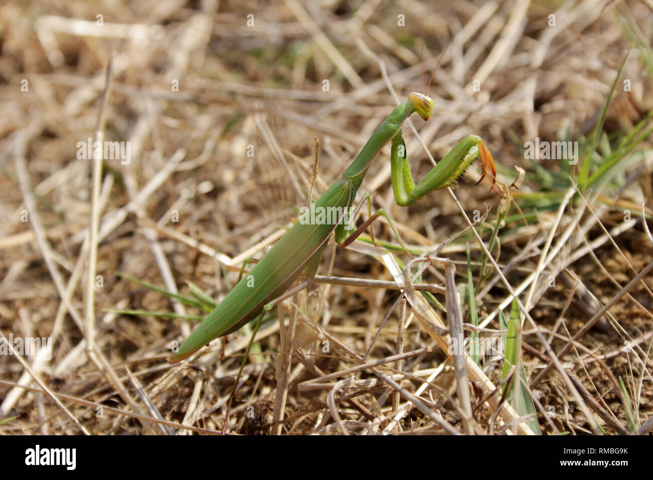 Friendly mantis hi-res stock photography and images - Alamy