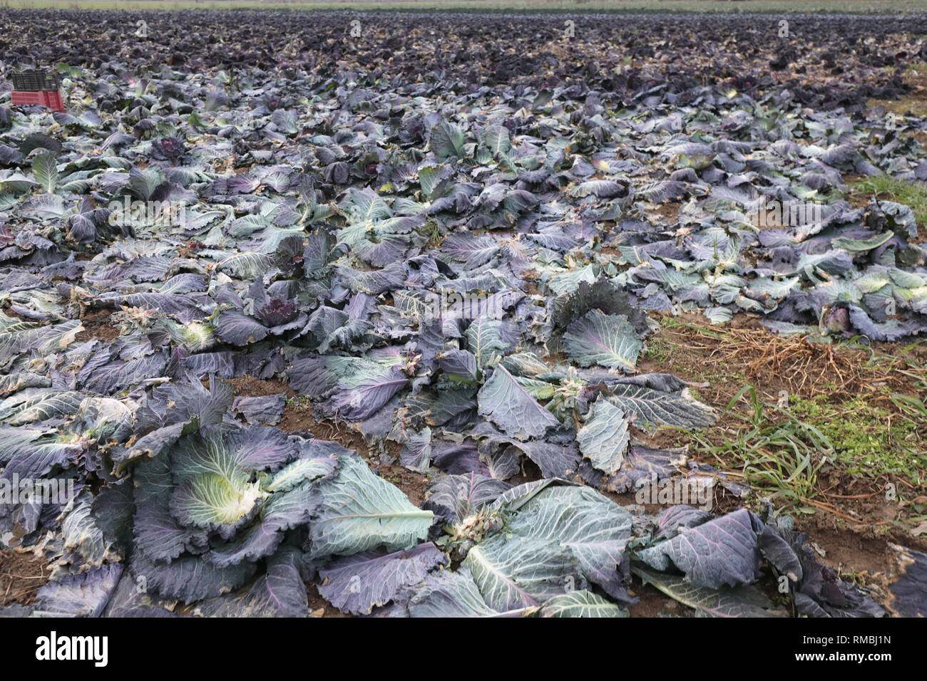 field with rotten cabbage leaves after harvest of vegetable in the ...