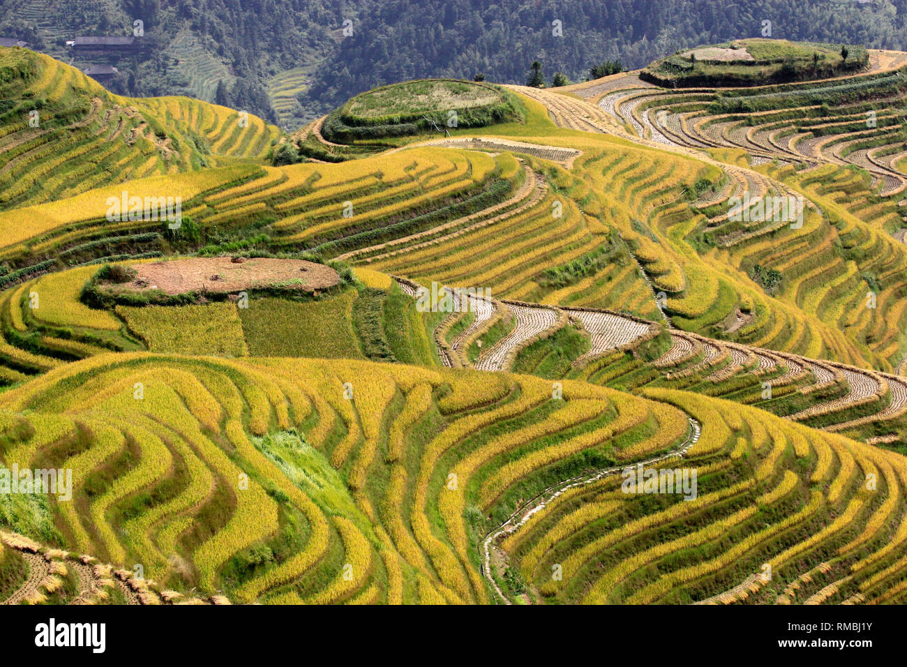 The yellow green Longsheng Rice Terraces Dragon's Backbone also known ...