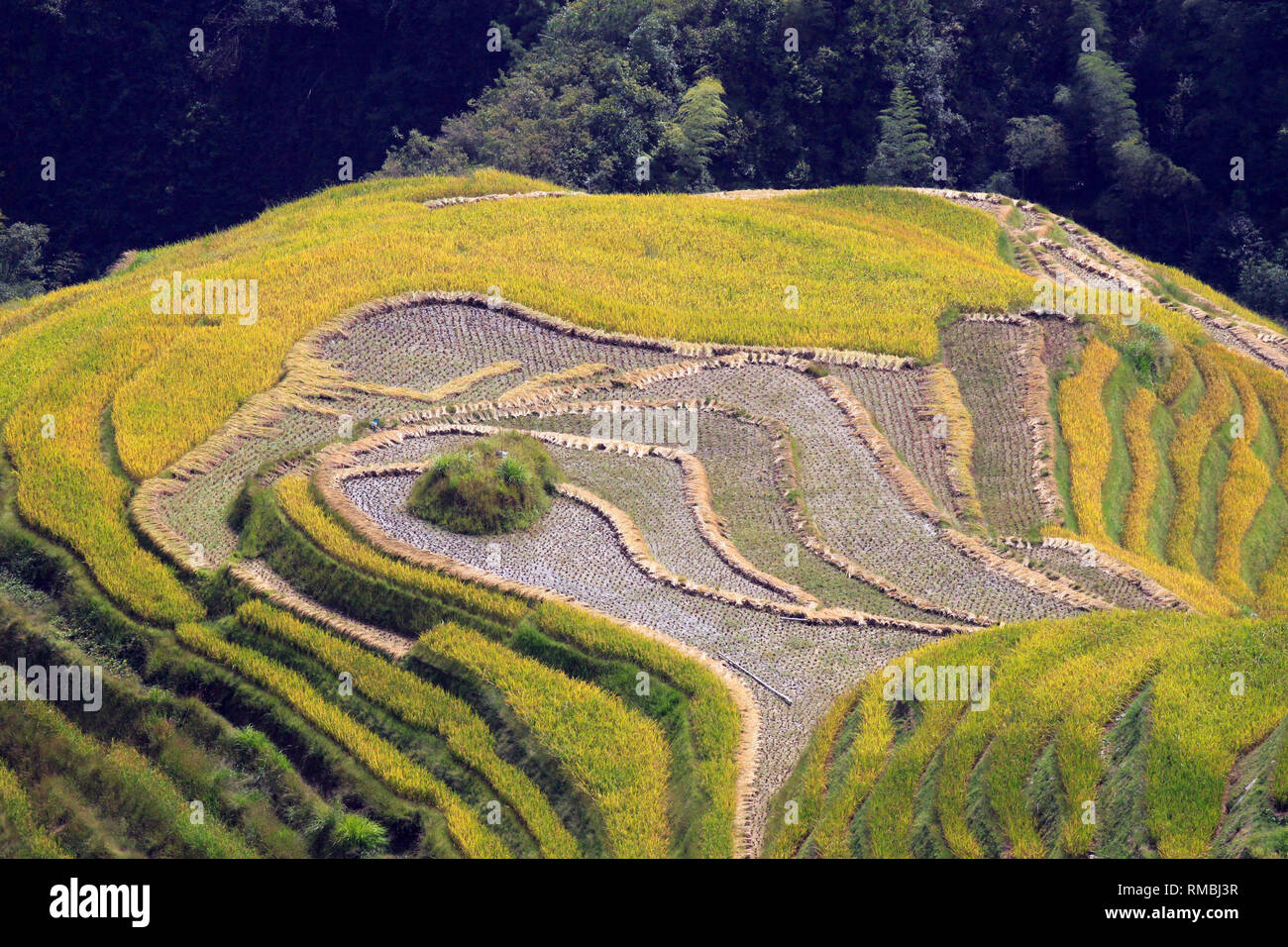 The yellow green Longsheng Rice Terraces Dragon's Backbone also known ...