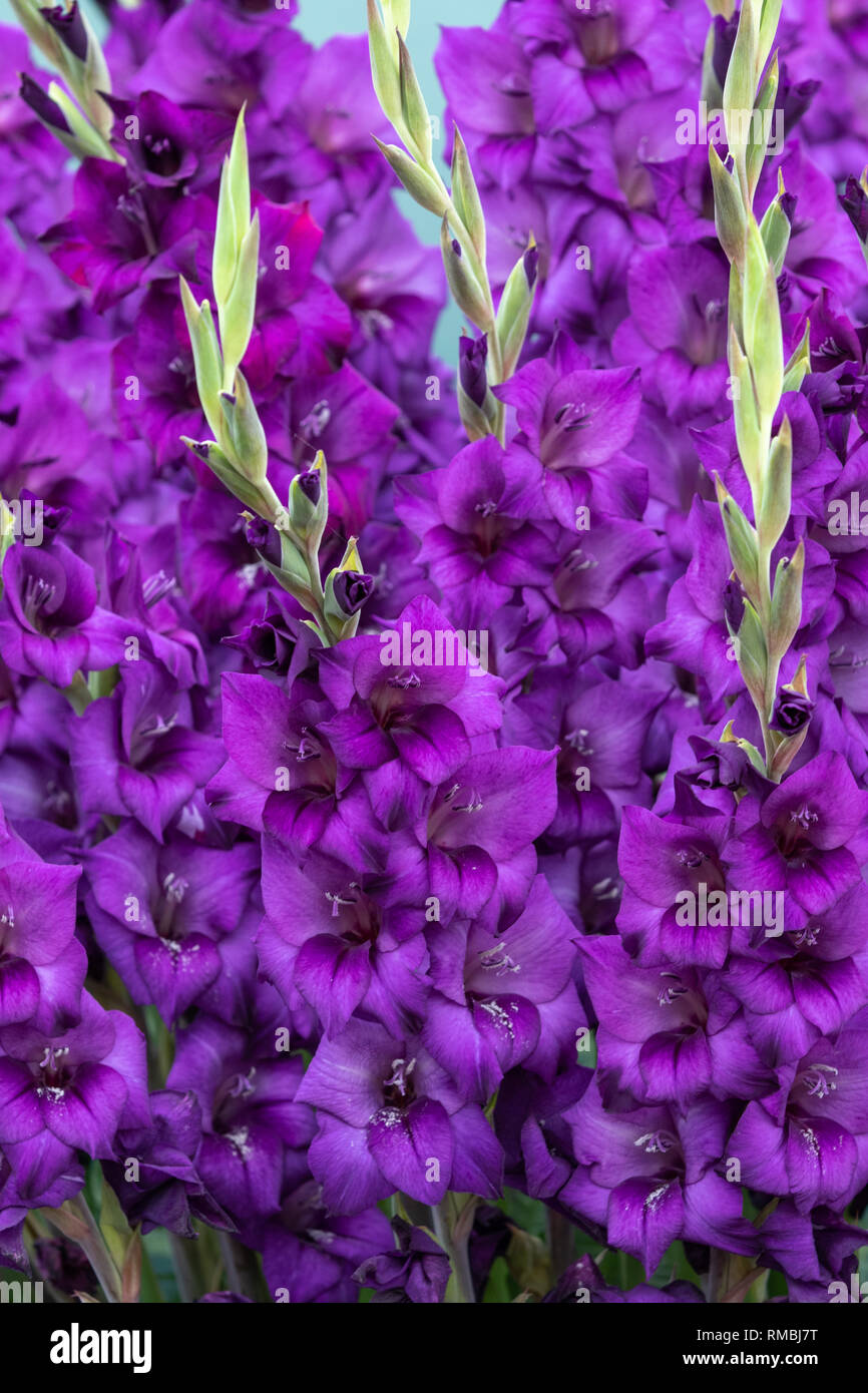 Purple Gladiolus close-up and in full flower Stock Photo - Alamy
