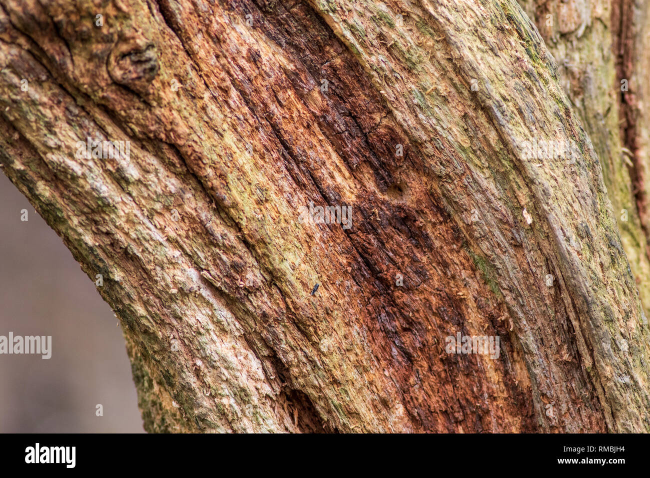 Rotting tree background and texture close-up Stock Photo - Alamy