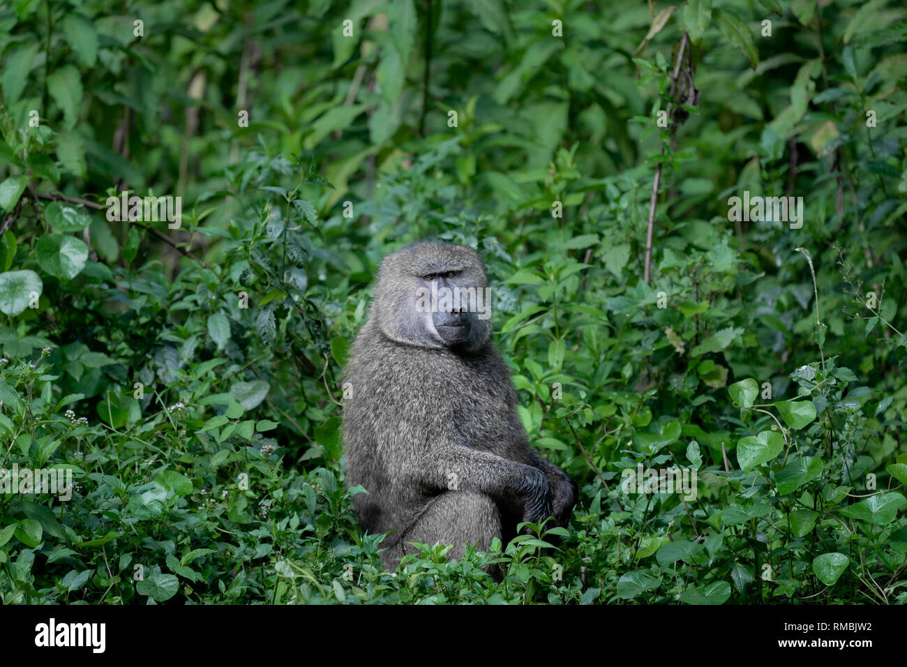 Ethiopias hi-res stock photography and images - Alamy