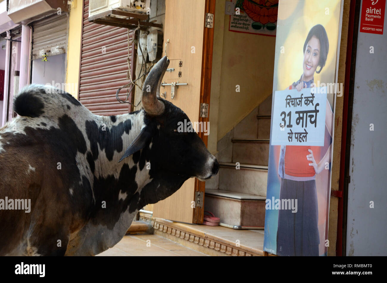 Bull standing outside house, Jaisalmer, Rajasthan, India, Asia Stock ...