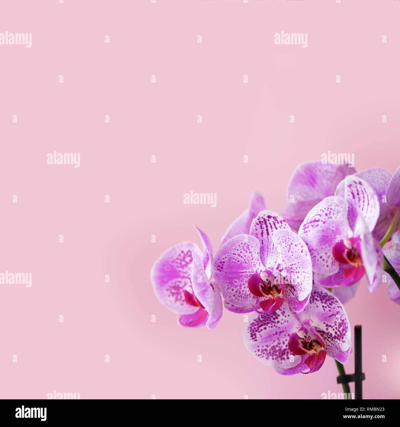 Violet orchid on pink background. Banner with copy space. Spring, woman ...