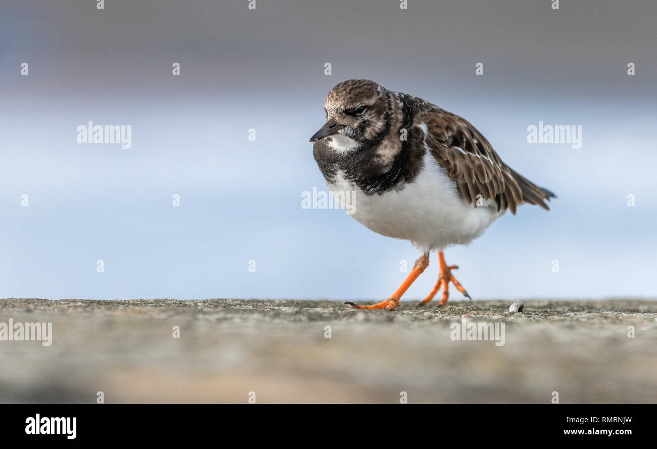 Little Ringed Plover walking along a stone wall Stock Photo - Alamy