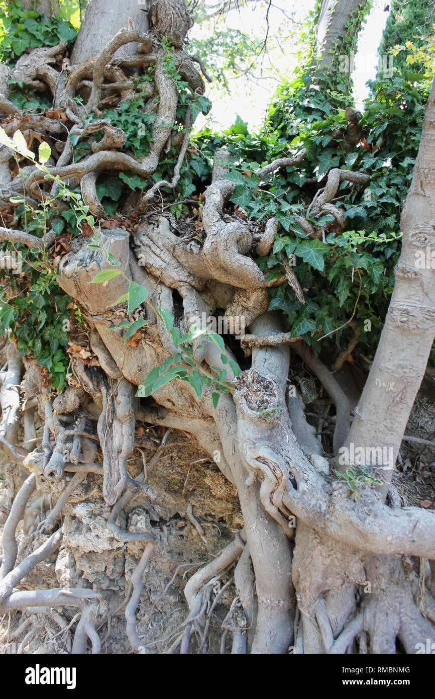 Big tree roots at the forest Stock Photo - Alamy