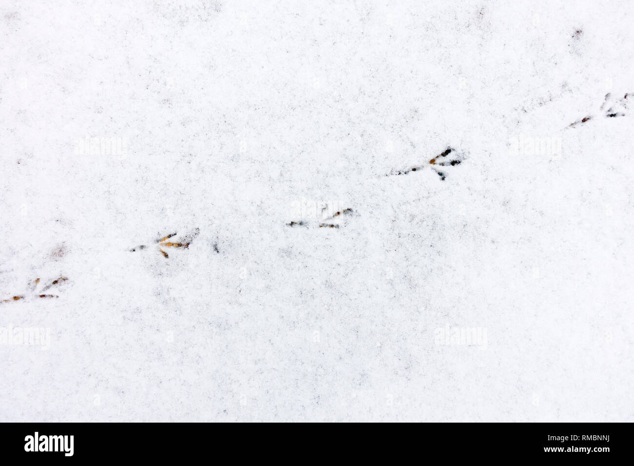 Bird track hi-res stock photography and images - Alamy