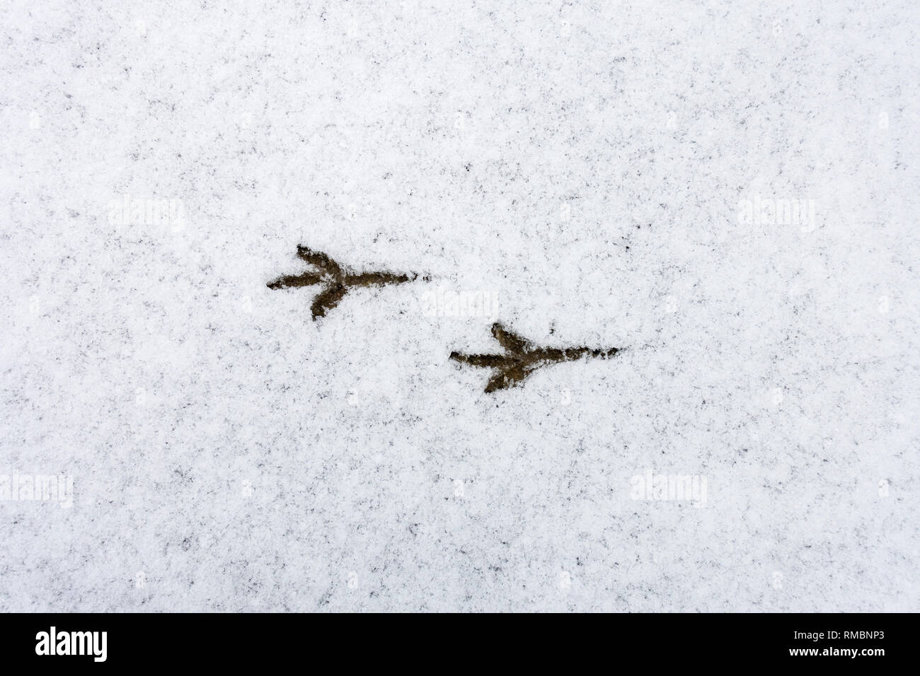 Foot imprint of bird in thin covering of snow hi-res stock photography ...