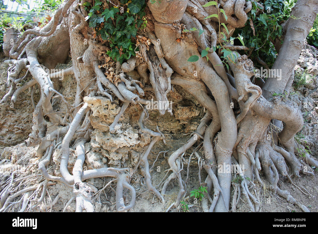 Big tree roots at the forest Stock Photo - Alamy