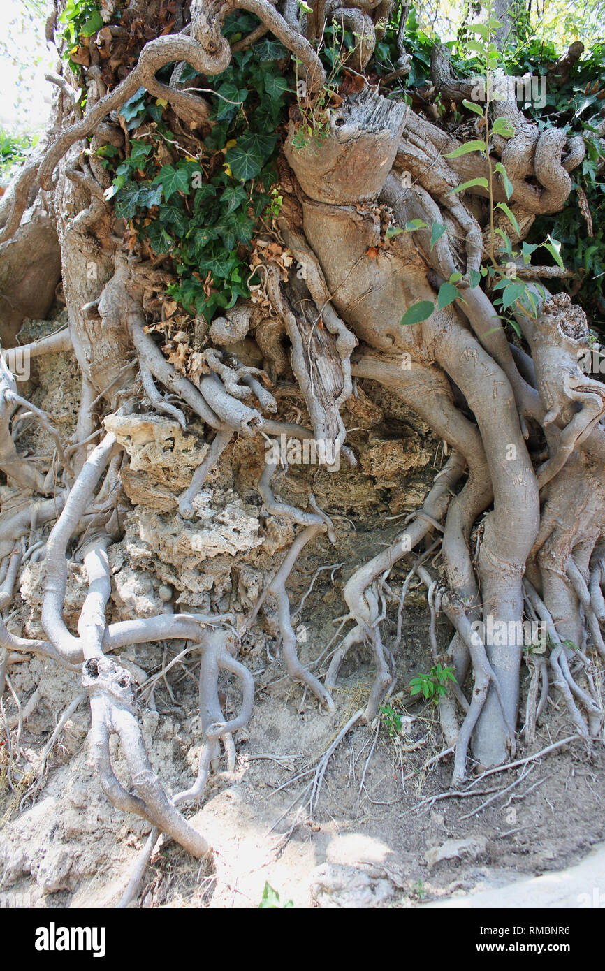 Big tree roots at the forest Stock Photo - Alamy