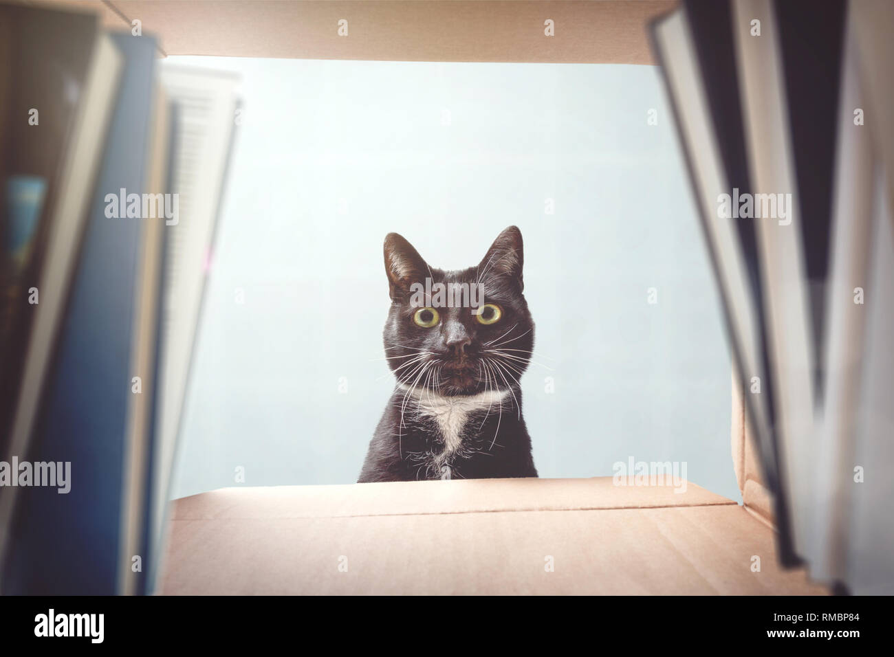 Cat looking curiously into a moving box Stock Photo - Alamy