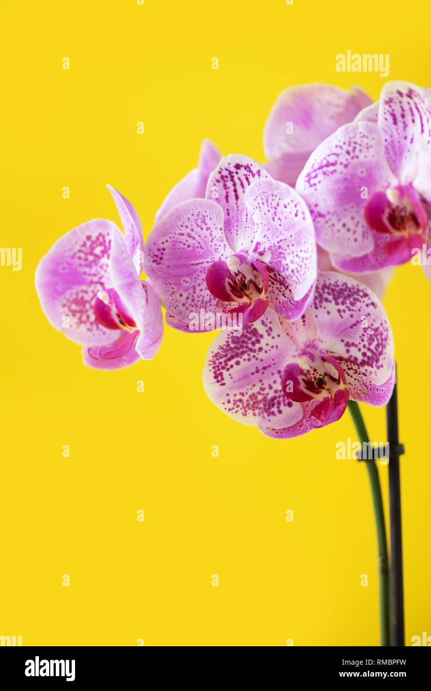 Branch of violet orchid on bright yellow background. Banner with copy ...