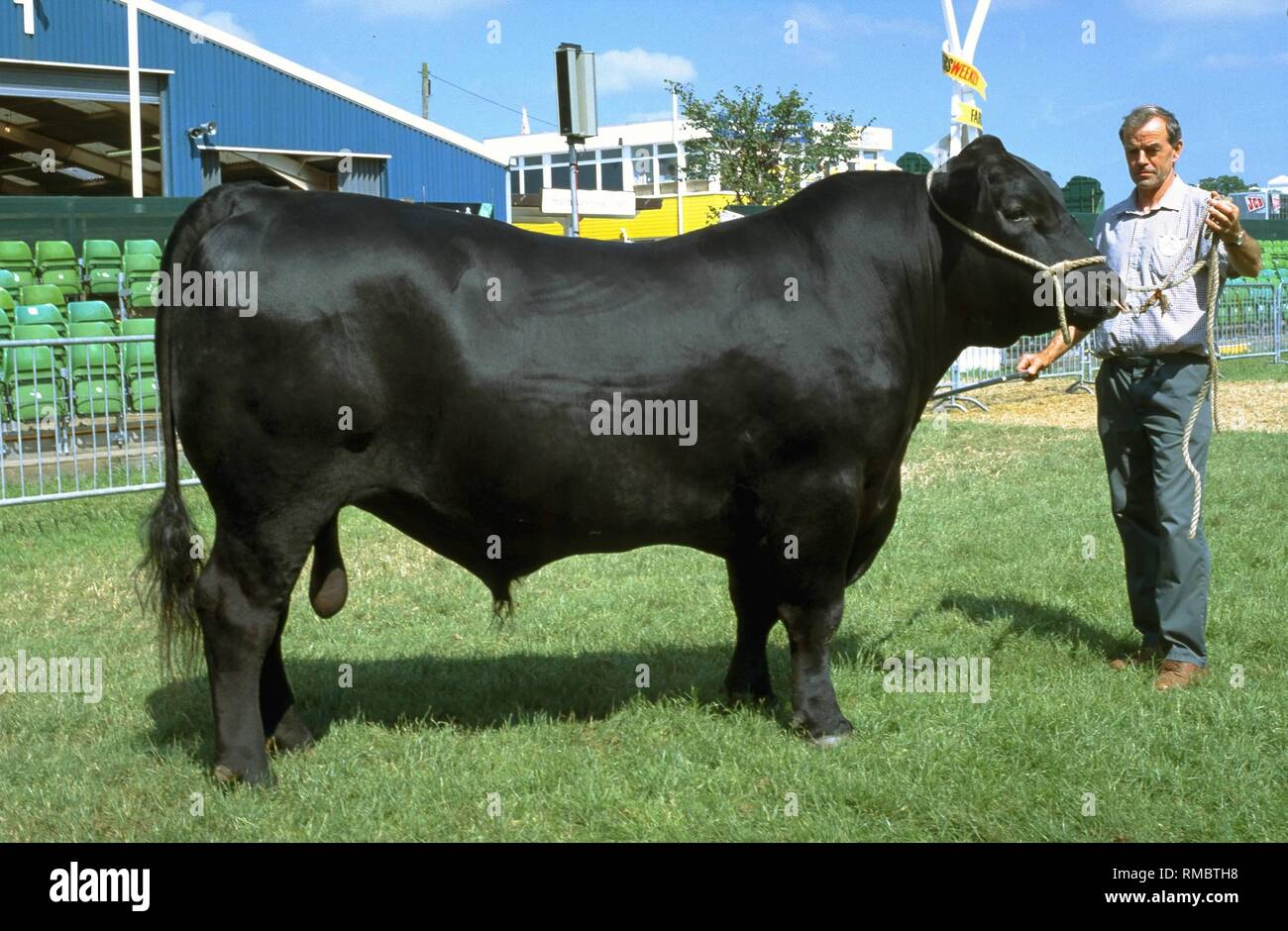 The breed of the Aberdeen Angus originates from Scotland. From here it ...