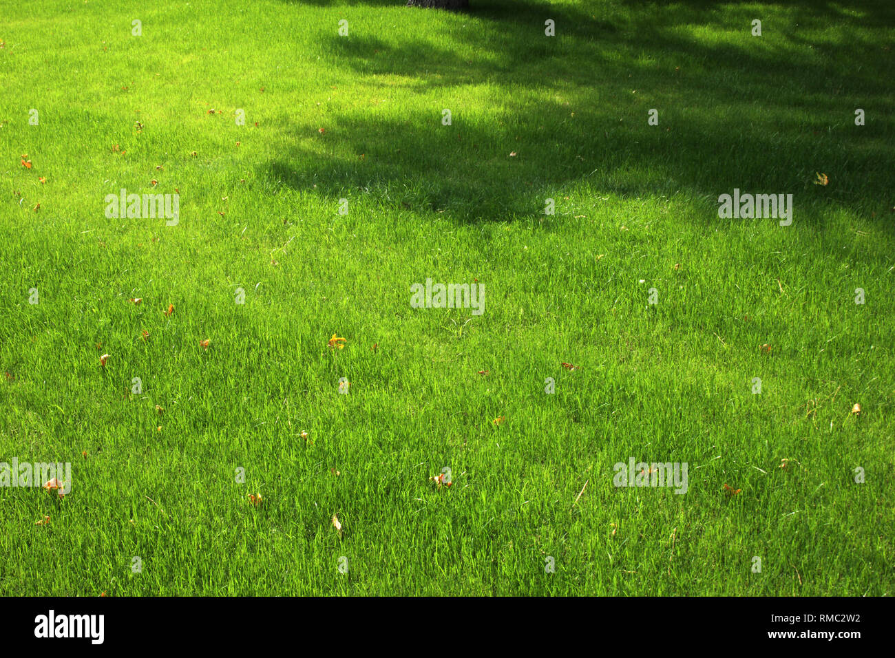 Seamless astro turf texture hi-res stock photography and images - Alamy