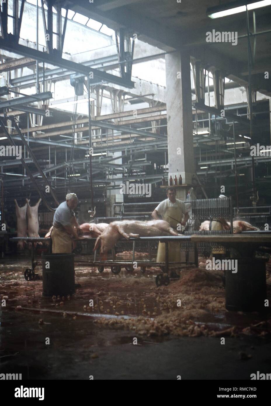 Bleeding pig hi-res stock photography and images - Alamy