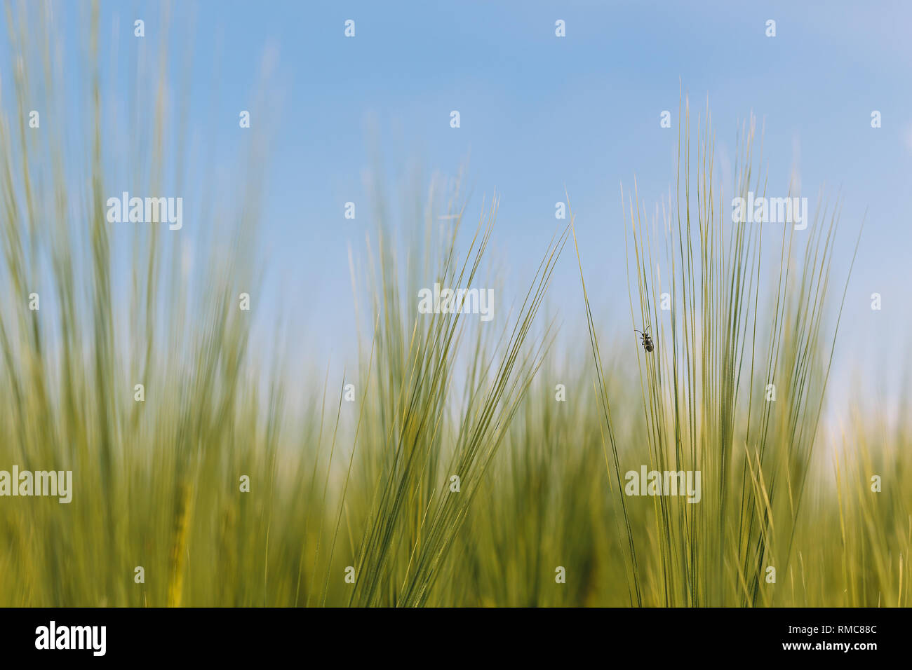 Little beetle in a corn field Stock Photo - Alamy