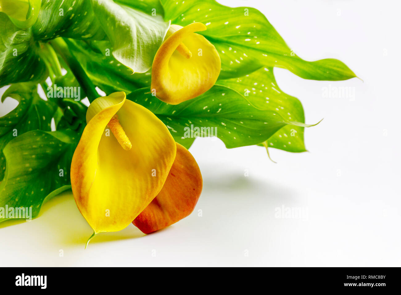 yellow Zantedeschia albomaculata calla flower bouquet on white ...