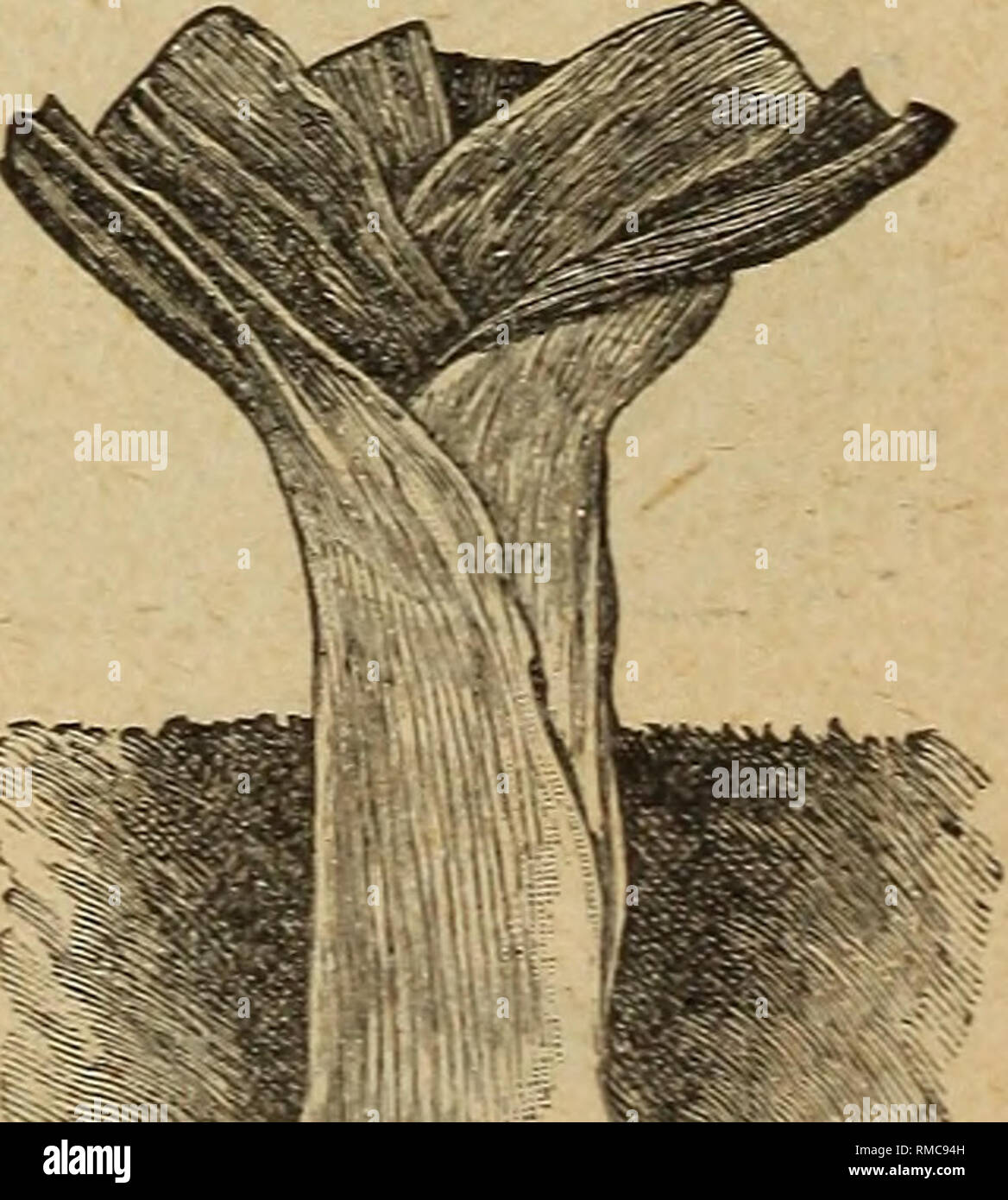 Stringy flowers hi-res stock photography and images - Alamy