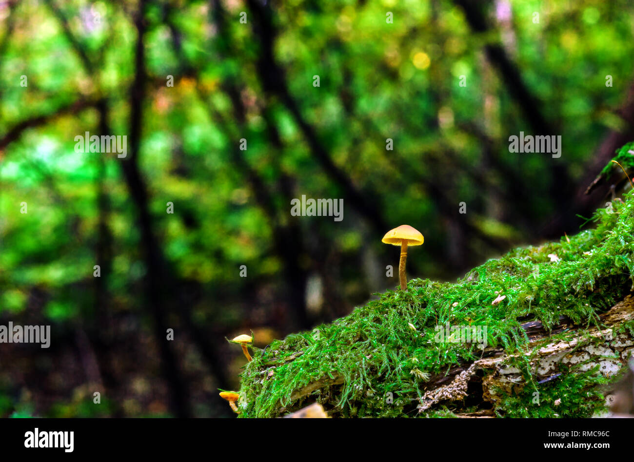 Small yellow mushrooms in enchanted forest. Little fungus growing in ...