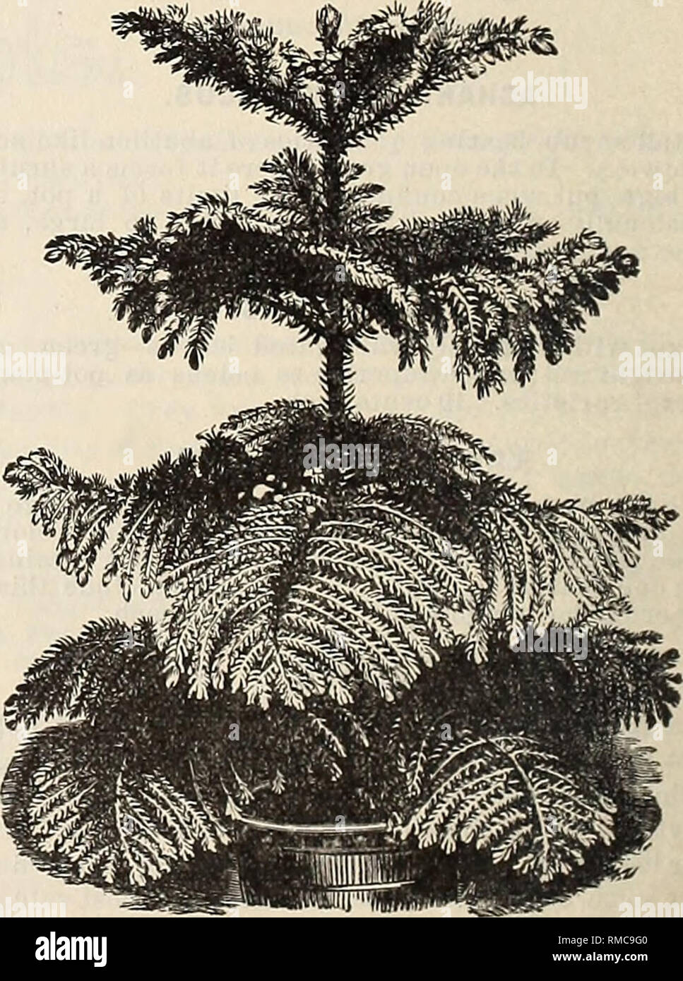 Dwarf agave hi-res stock photography and images - Alamy