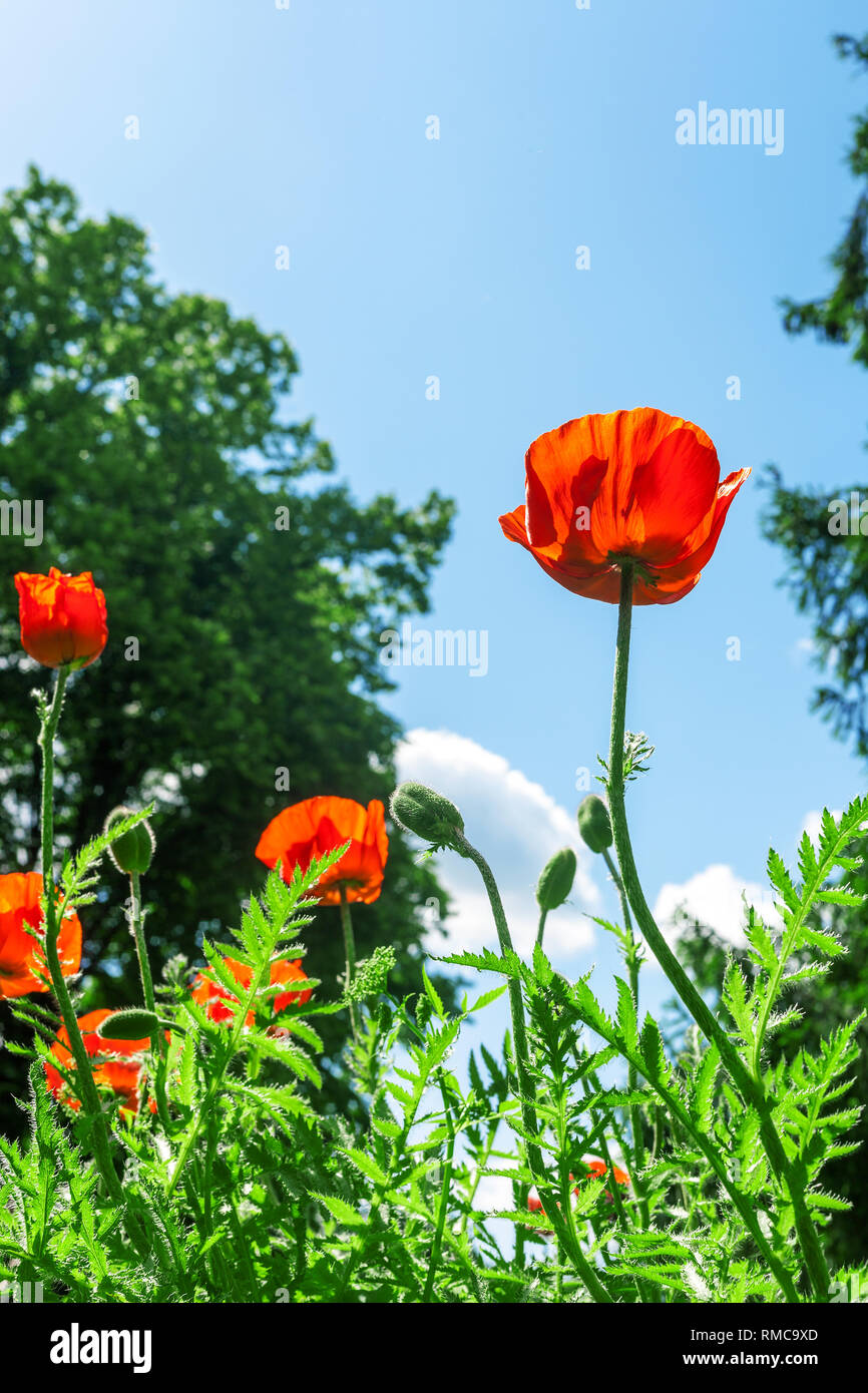 Red poppies flowers growing in green grass at spring cottage garden by ...