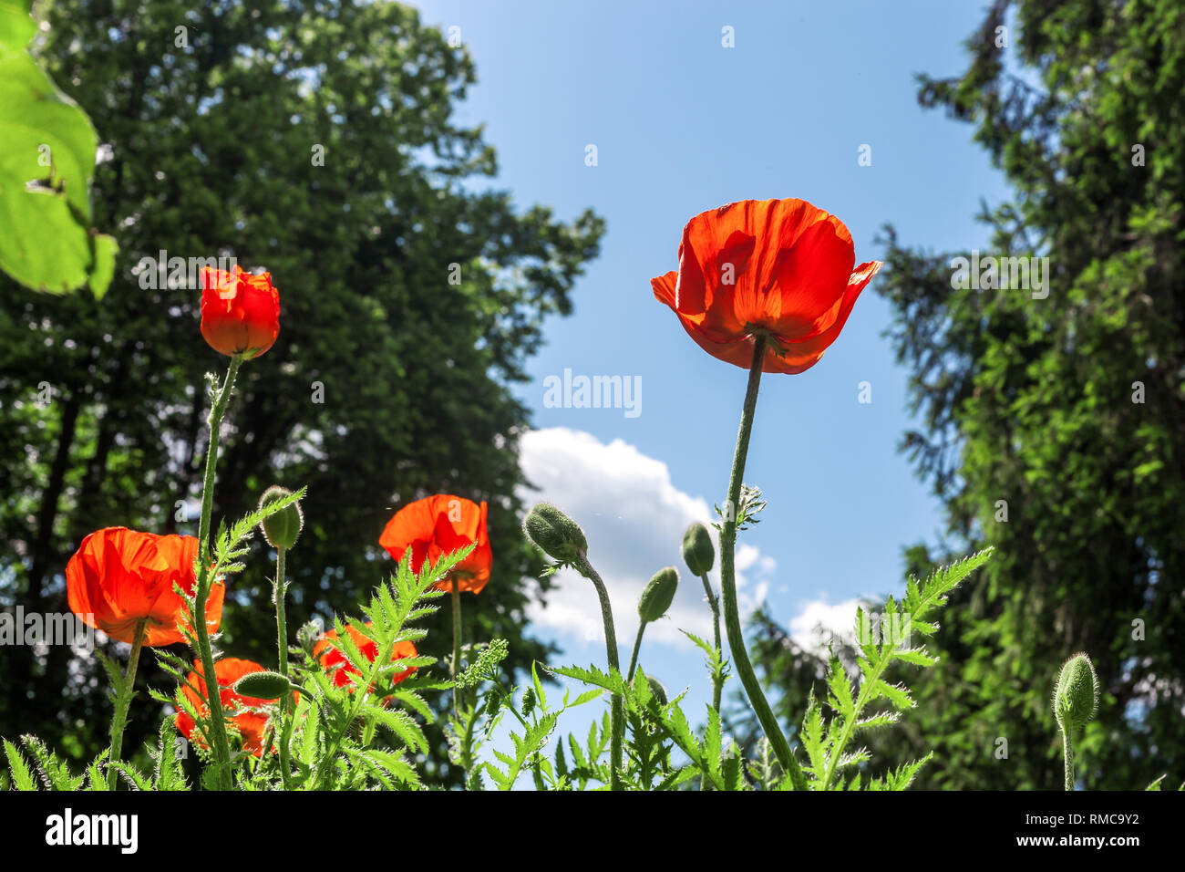 Red poppies flowers growing in green grass at spring cottage garden by ...