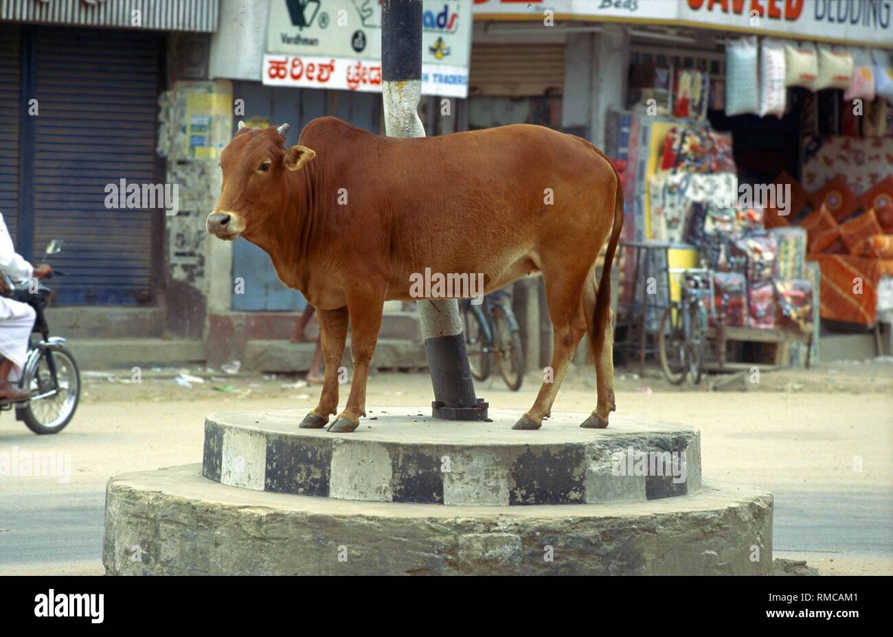 This young cattle has chosen as resting place, the traffic island in a ...