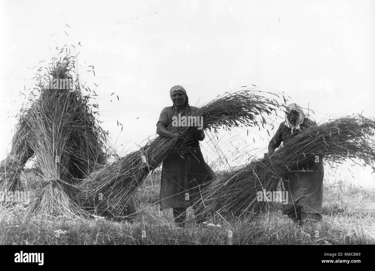 Sheaves Of Grain Stock Photos & Sheaves Of Grain Stock Images - Alamy
