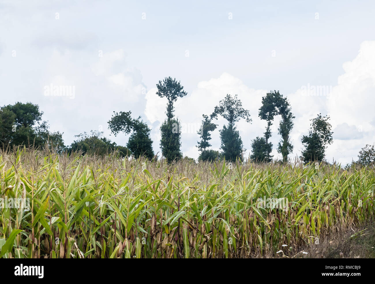 Corn Field with trees in the background in Brittany, France Stock Photo ...