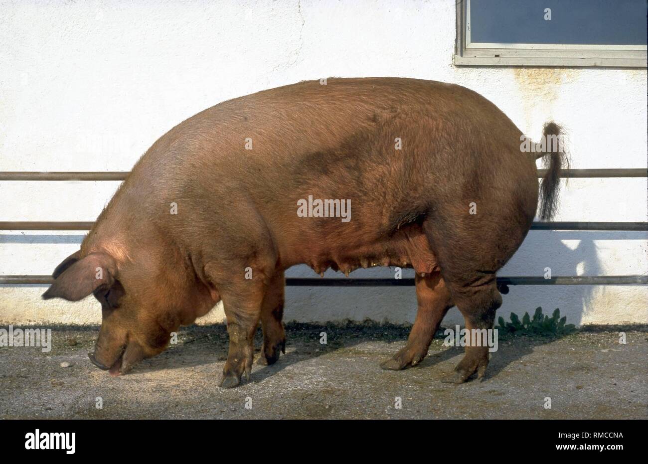 The duroc pig hi-res stock photography and images - Alamy