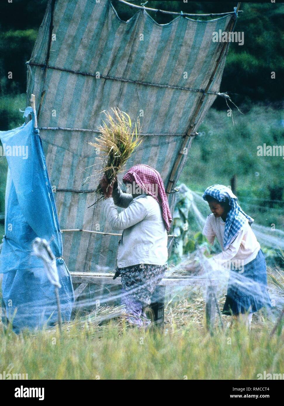 Two woman pound the ripe rice grains from the rice sheaves. (undated ...