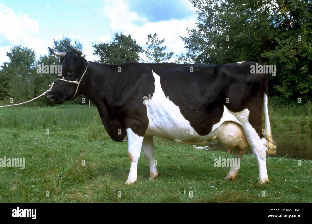German Black Pied Cattle High Resolution Stock Photography and Images ...