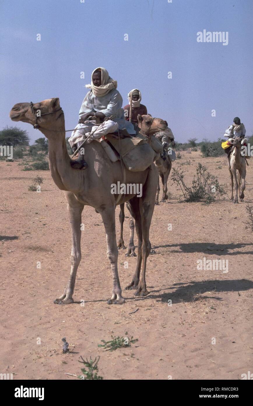 Bayuda hi-res stock photography and images - Alamy