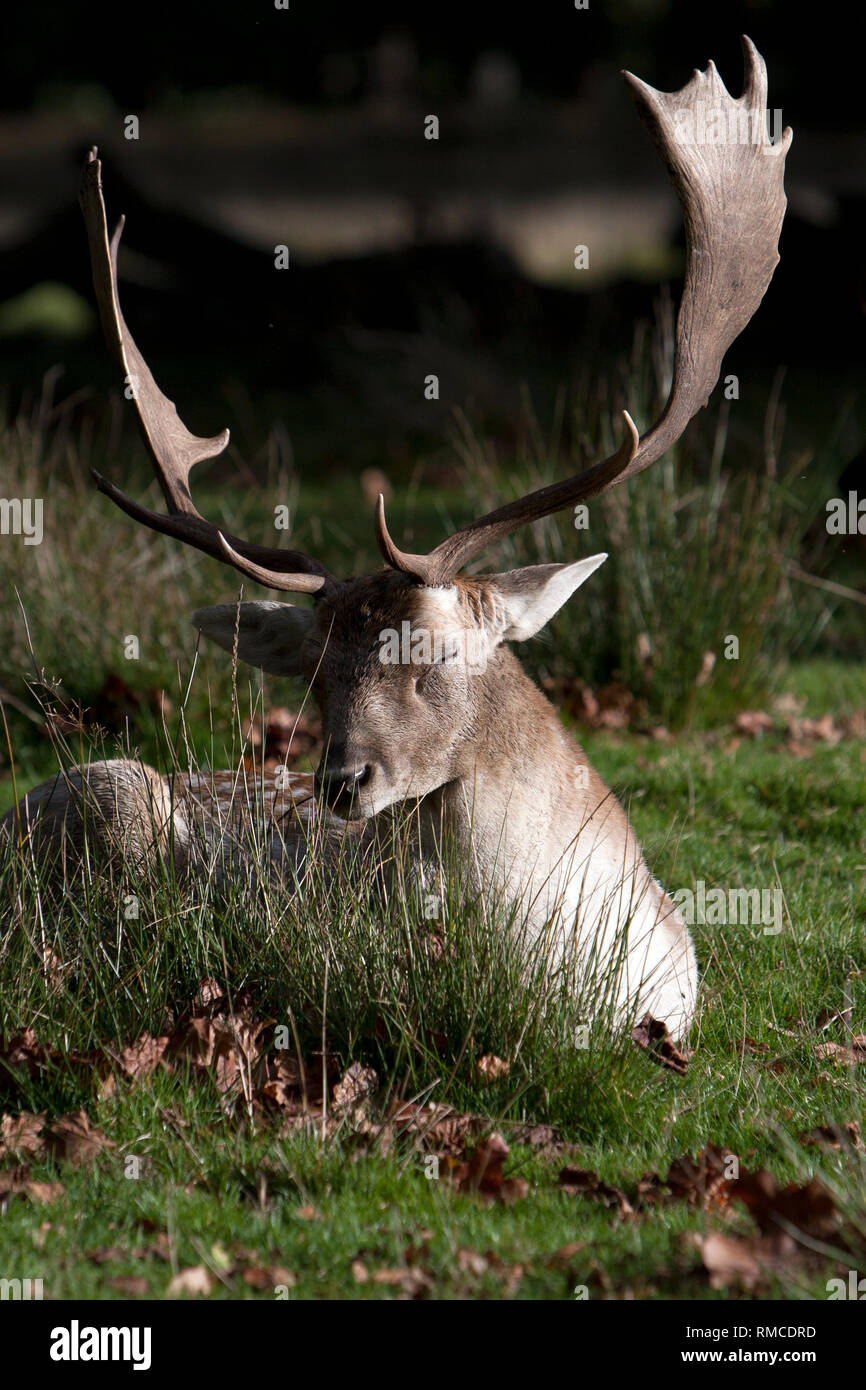 Dunham massey national trust hi-res stock photography and images - Alamy