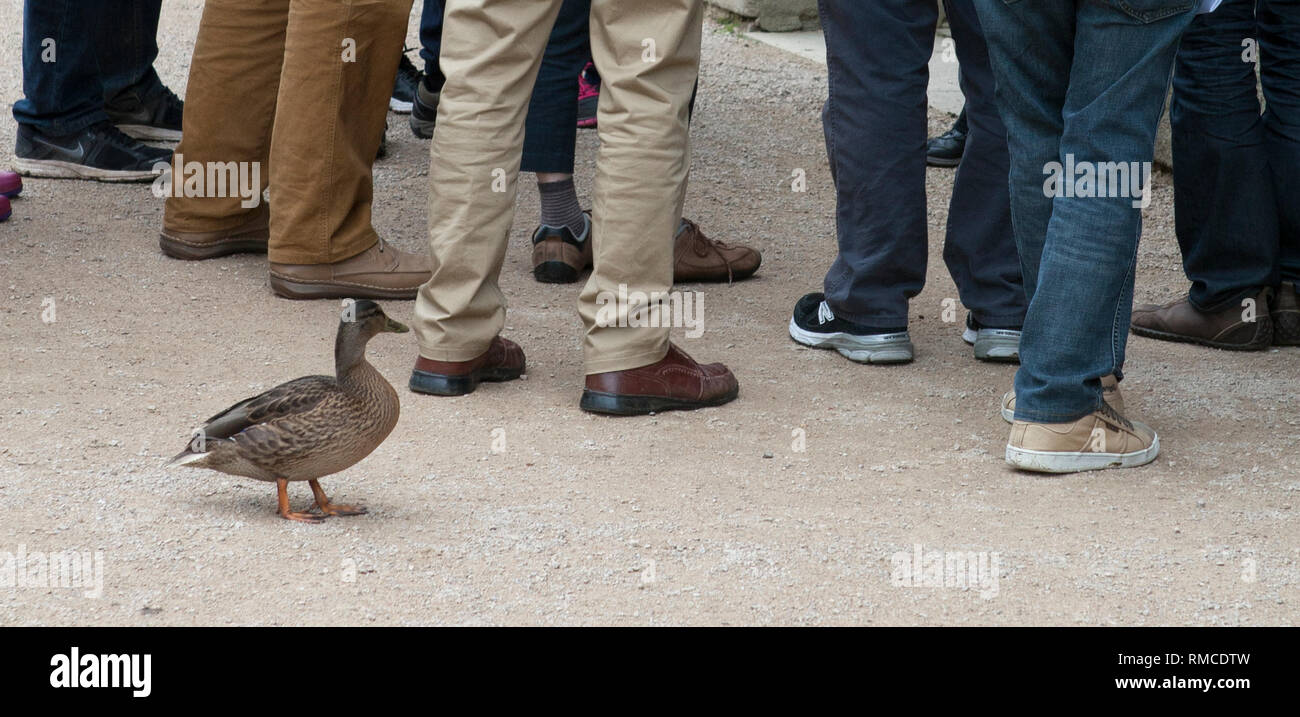 Waiting Duck High Resolution Stock Photography and Images - Alamy