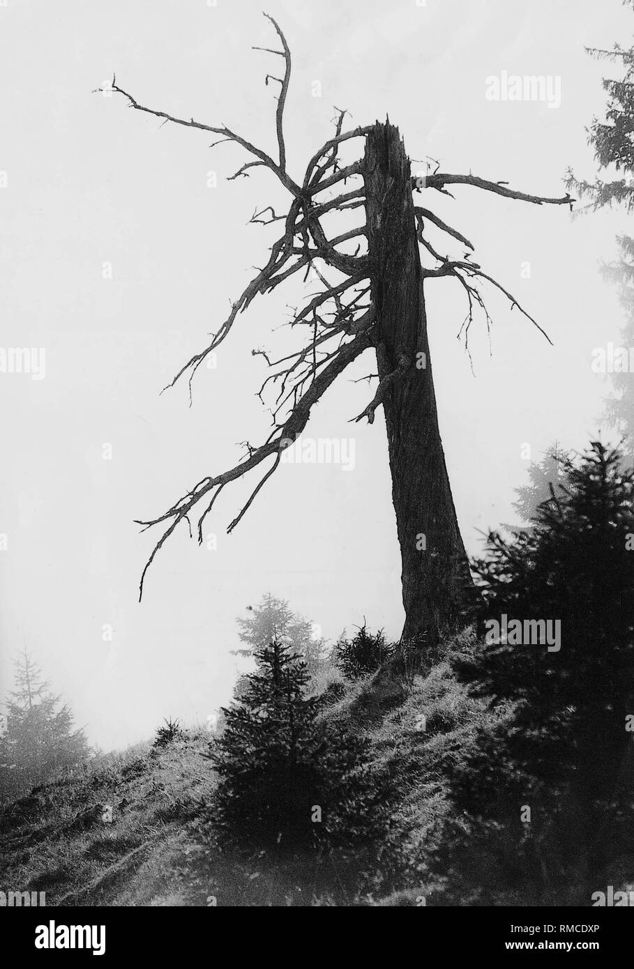 Dead conifer tree Black and White Stock Photos & Images - Alamy