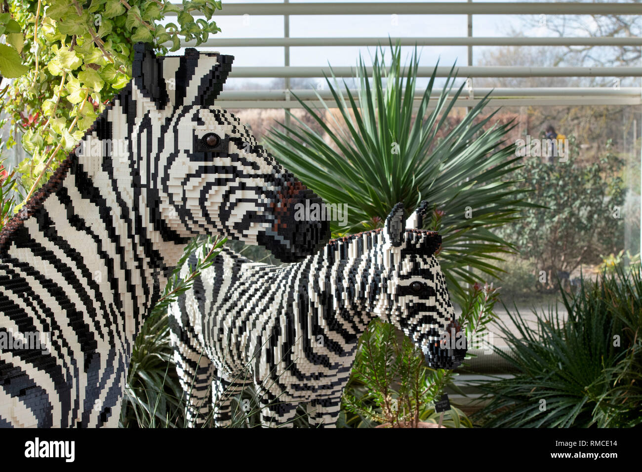 Zebra Lego brick sculpture in the glasshouse at RHS Wisley gardens ...