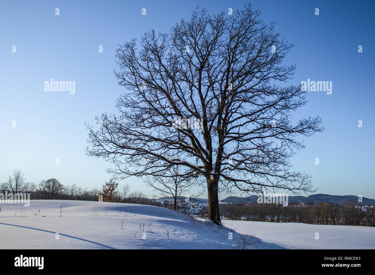Oak tree snow sunset hi-res stock photography and images - Alamy